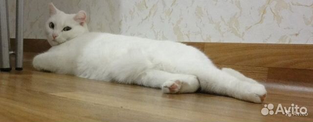 Умная кошка ищет дом