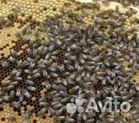 Пчелы (Пчёлосемьи) карпатской породы 2020 (рамки с