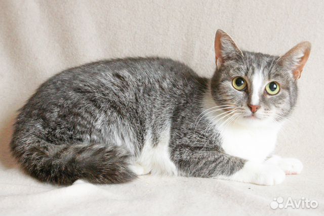 Маленькая Зефирка, 1,5 года, Москва