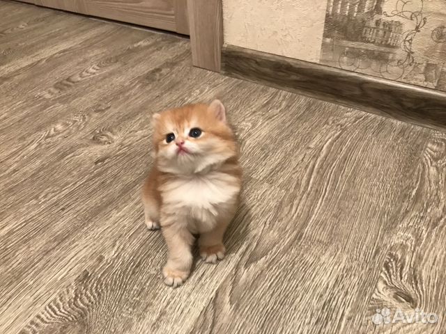 Продажа британских котят