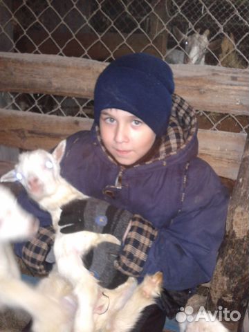 Дойная коза и козлики Зааненской пароды