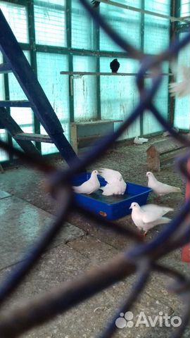 Голуби венские и пермяки