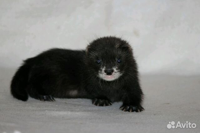 Хорьки малыши