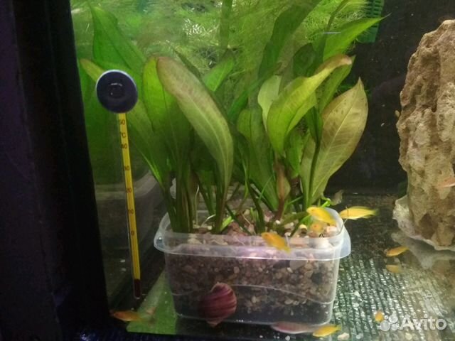 Растения, водоросли в аквариум. Улитки ампулярия