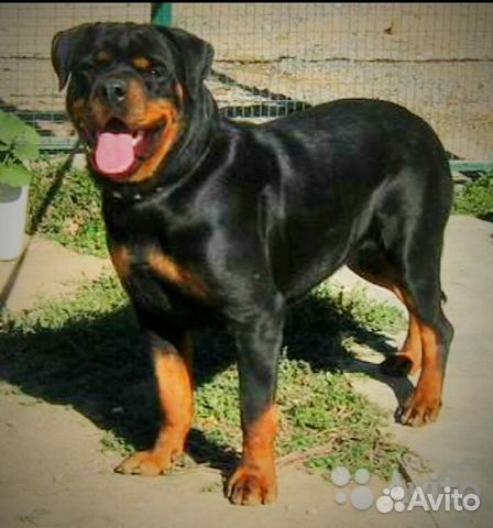 Щенки ротвейлера