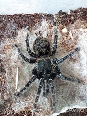 Паук взрослая самка