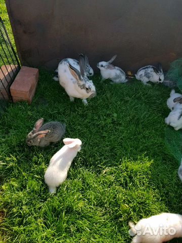 Кролики бабочка и нзб