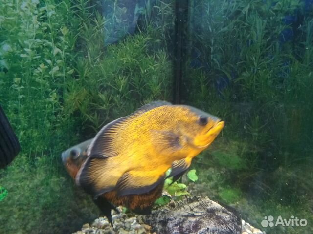 Астронотус