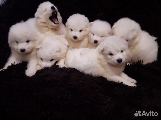 Щенки Самоеда