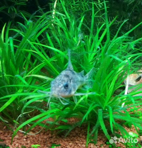 Сомики Коридорас крапчатый