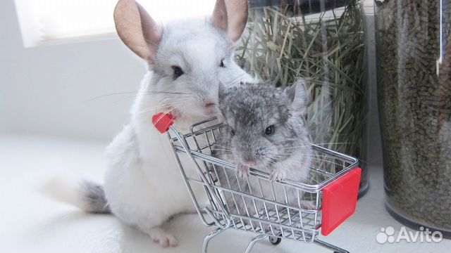 Шиншиллы малыши разных окрасов