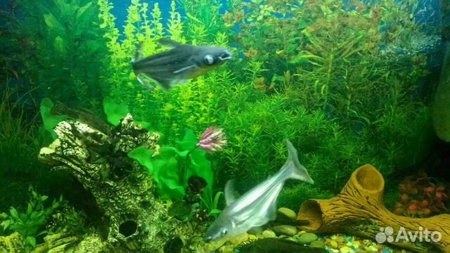 Аквариумная рыбка