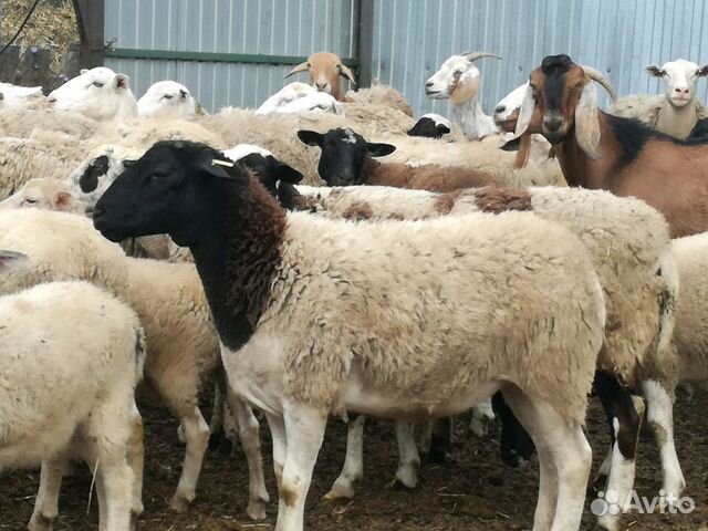 Бараны дорпер