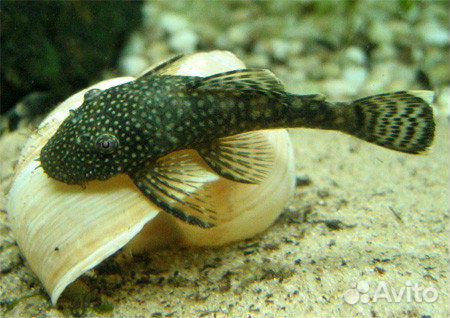 Аквариумные рыбки