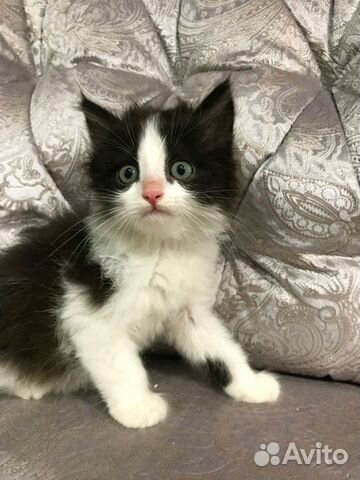 Котенок мальчик метис 3мес