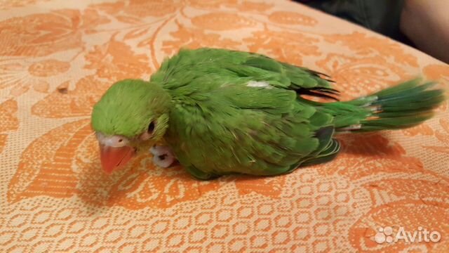 Ожереловые попугаи