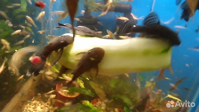 Семья молодых анциструсов