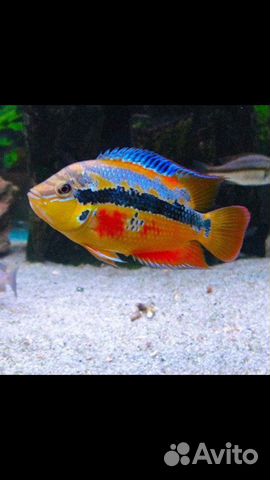 Пара сальвиний