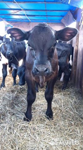Быки и телки, разных пород 1-3мес