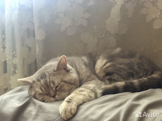Вязка кота