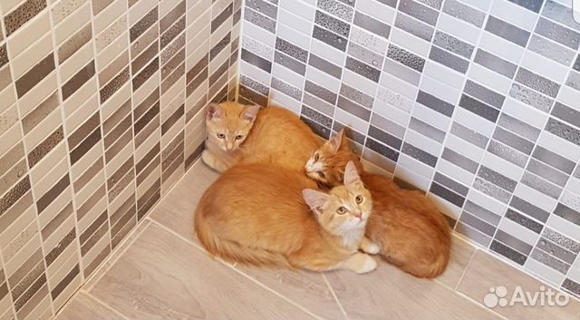 Рыжие солнечные котята