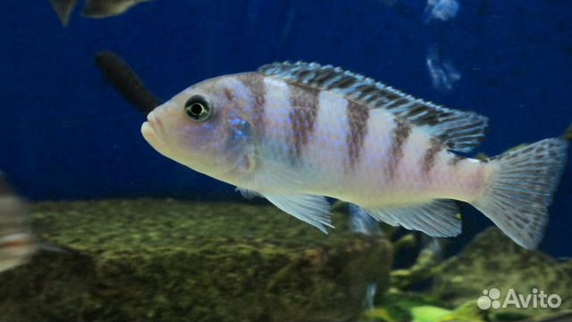 Самка ломбардо