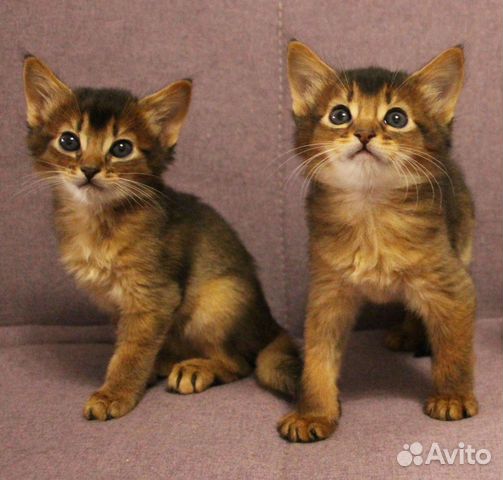 Очаровательные сомалята