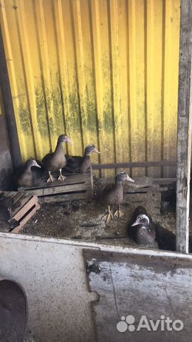 Продаются индоутята