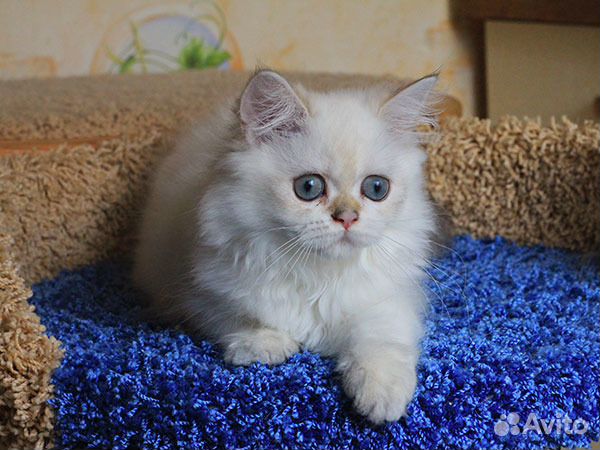 Gabriela - золотая затушёванная пойнтовая