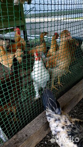 Куры кохенхины