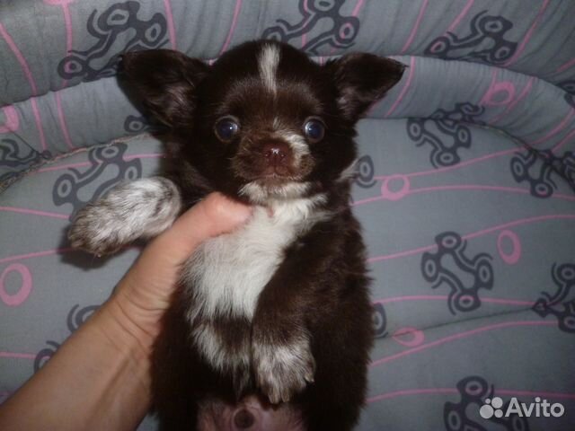 Роскошный горький шоколадик