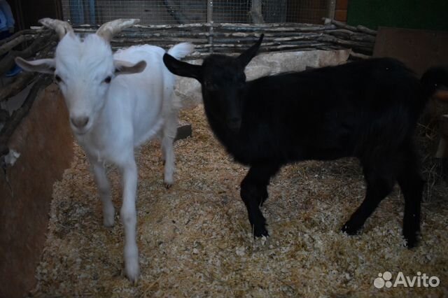 Козел и козочка