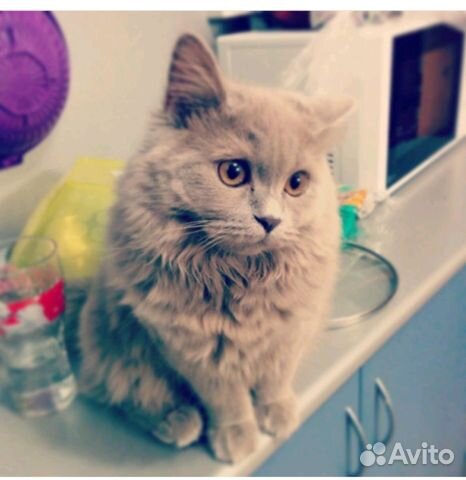 Шотландская длинношерстная кошка