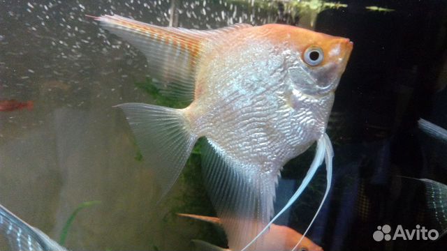 Скалярия золотая