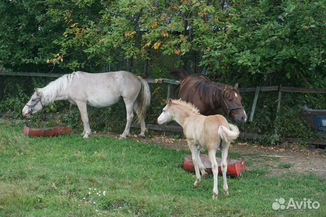 Лошадь жеребая с жеребенком