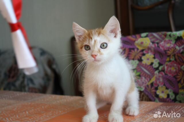 Котёнок 3 месяца ищет дом