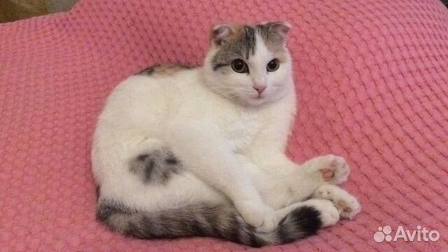 Вислоухая шотландка ищет жениха