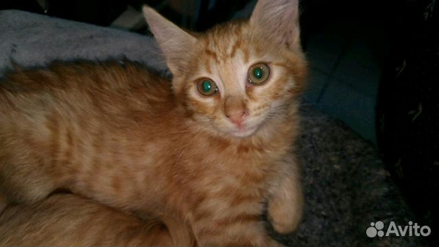 Солнечная мурзилка