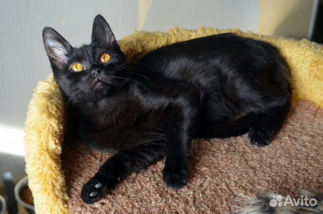 Блестящий Черный котёнок мальчик в дар 3 мес