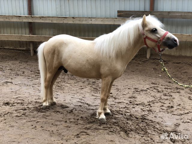 Продаётся Шетлендский пони