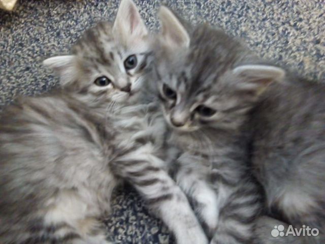 Сибирские котята
