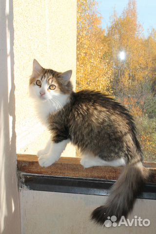 Котик в частный дом