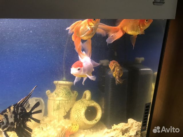 Рыбки золотые(крупные)