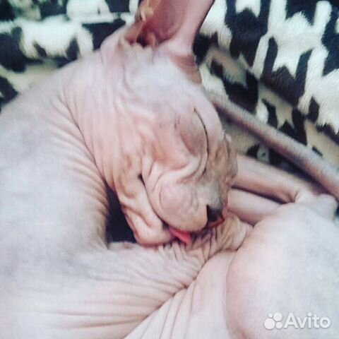 Кошка Мася, 4 года