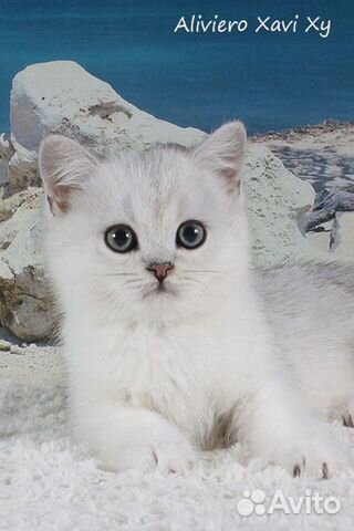 Британский мальчик Ксави. Серебристая шиншилла