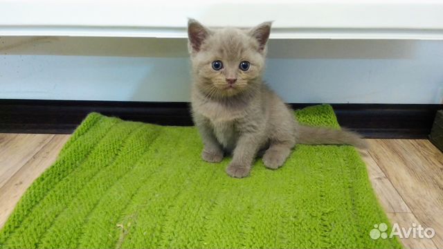 Котик шотландский прямоухий