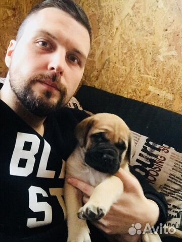 Щенки Мастифа Английского (английский мастиф)