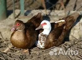 Семьи индоуток цесарок и яйцо