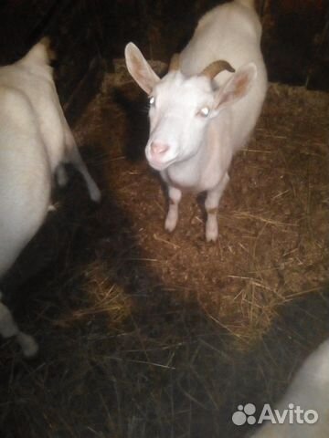 Козочки молодые