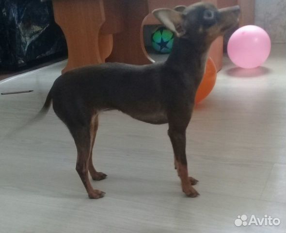 Продам собаку той терьер